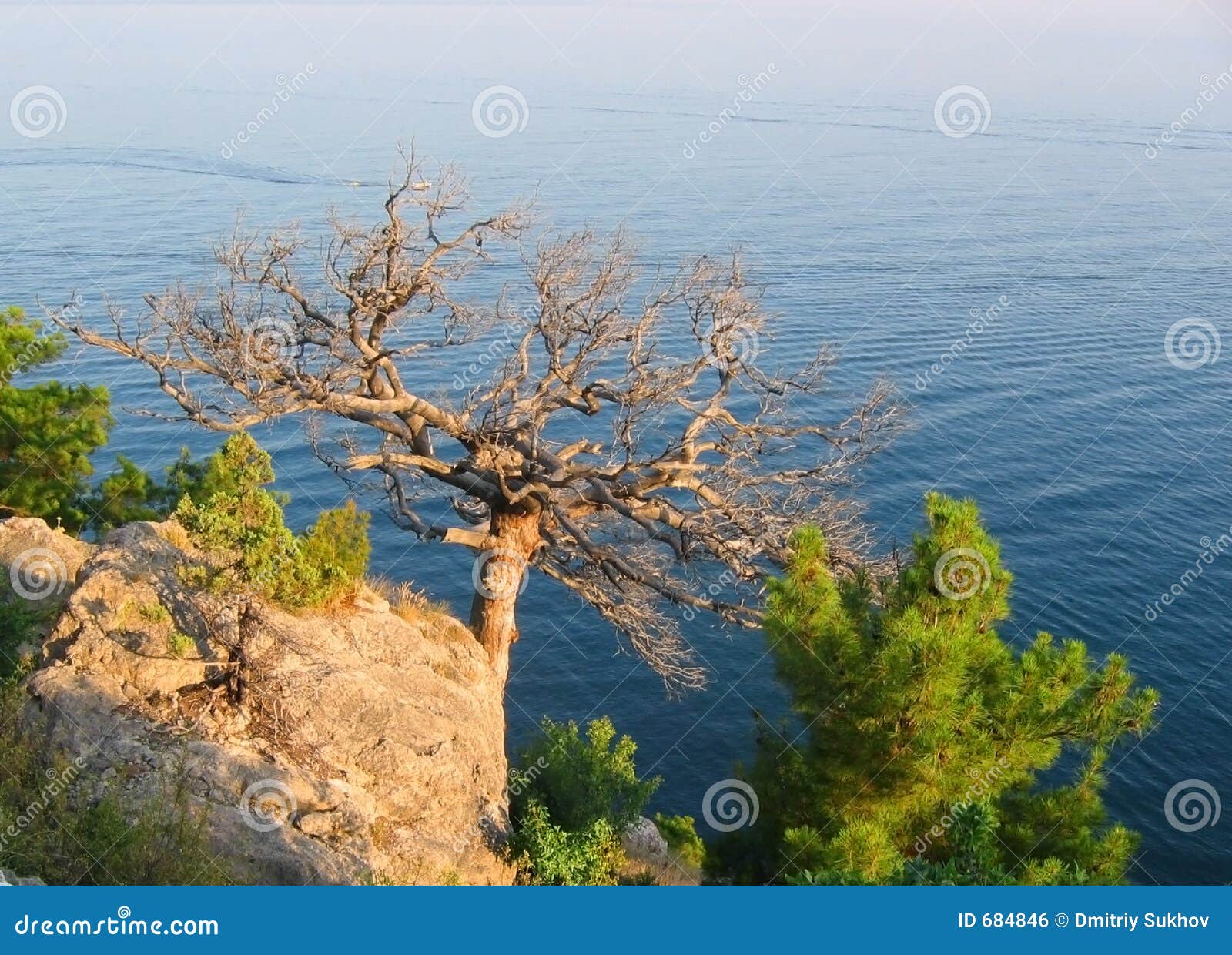 Dead tree stock photo. Image of precipice, beautiful, nature - 684846
