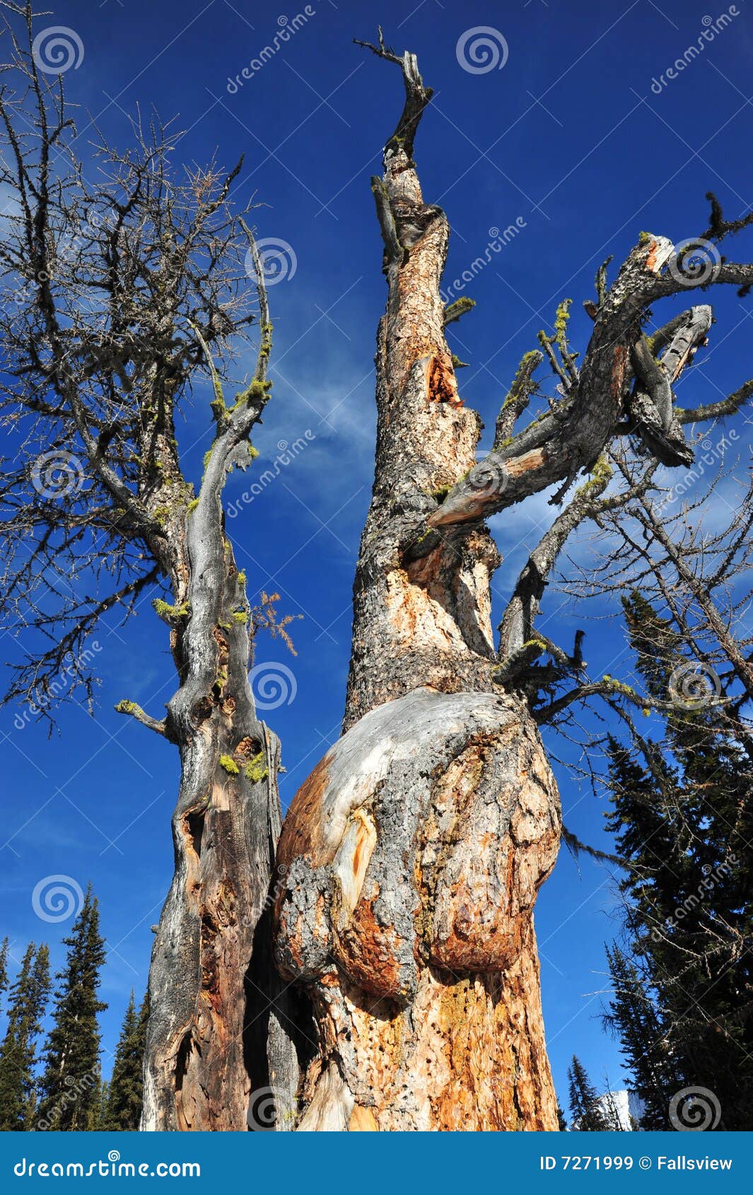 Dead tree stock image. Image of sunlight, forest, still - 7271999
