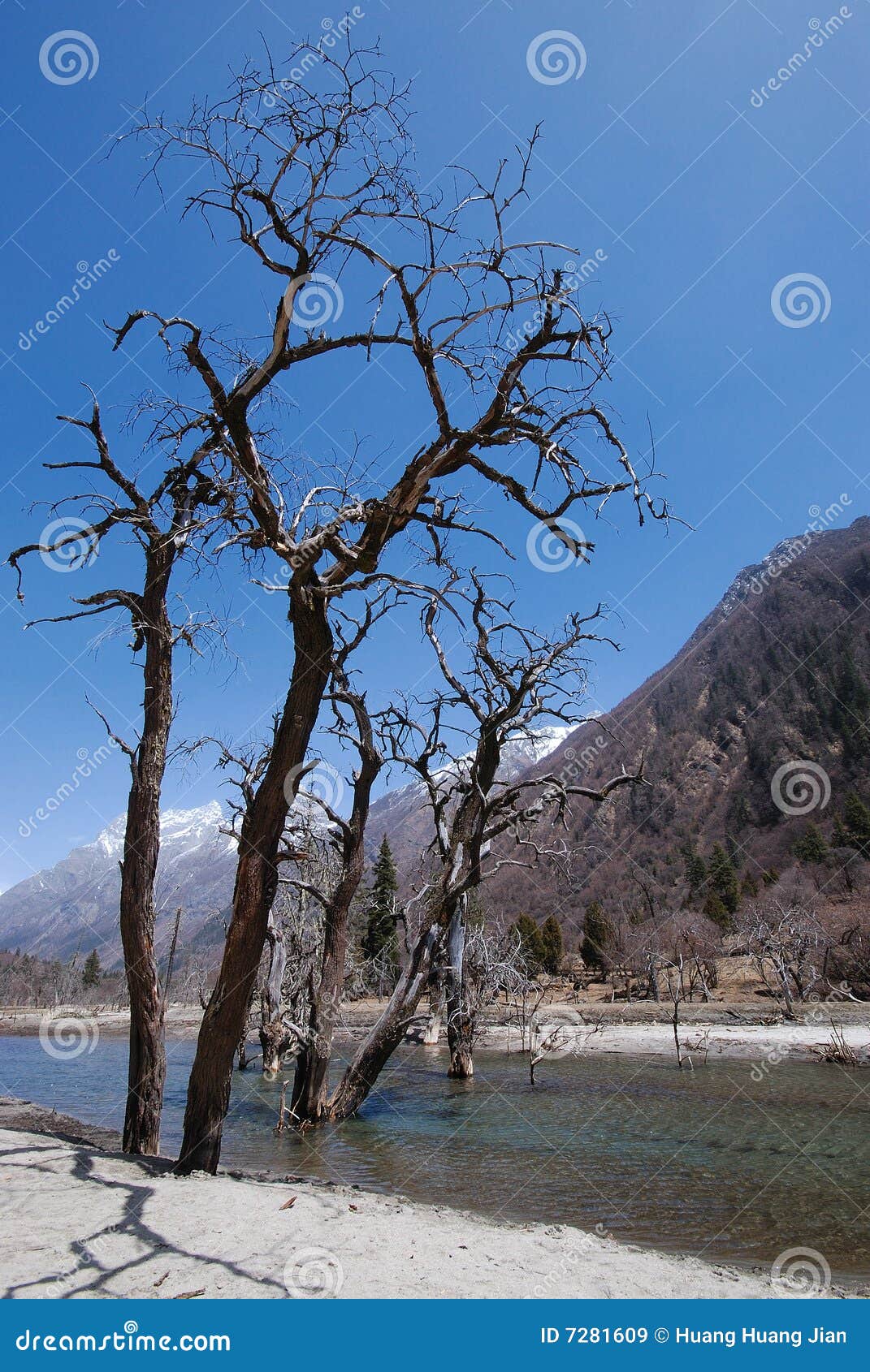 Dead tree stock image. Image of cool, lonely, china, nature - 7281609