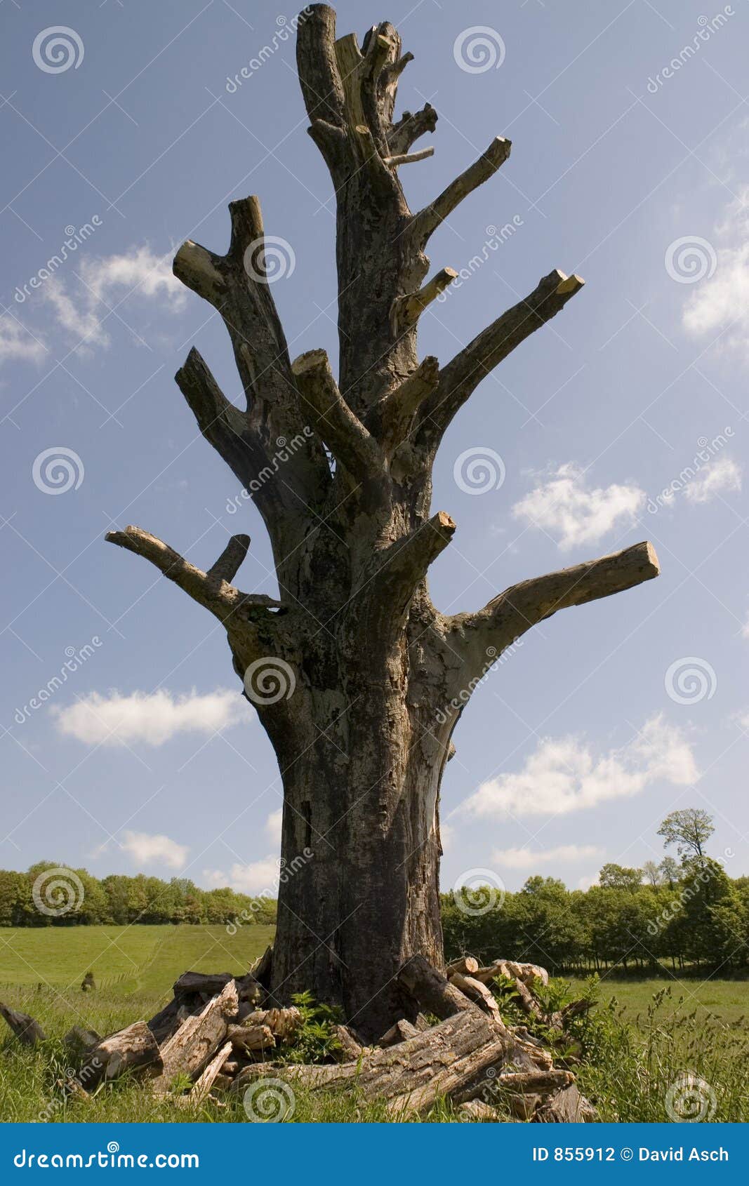 Dead Tree Picture. Image: 855912