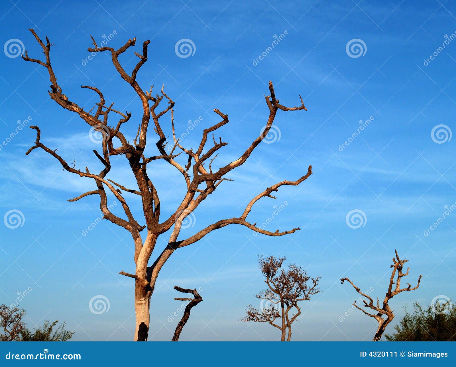 Dead tree 9 stock image. Image of silhouette, farm, silent - 4320111
