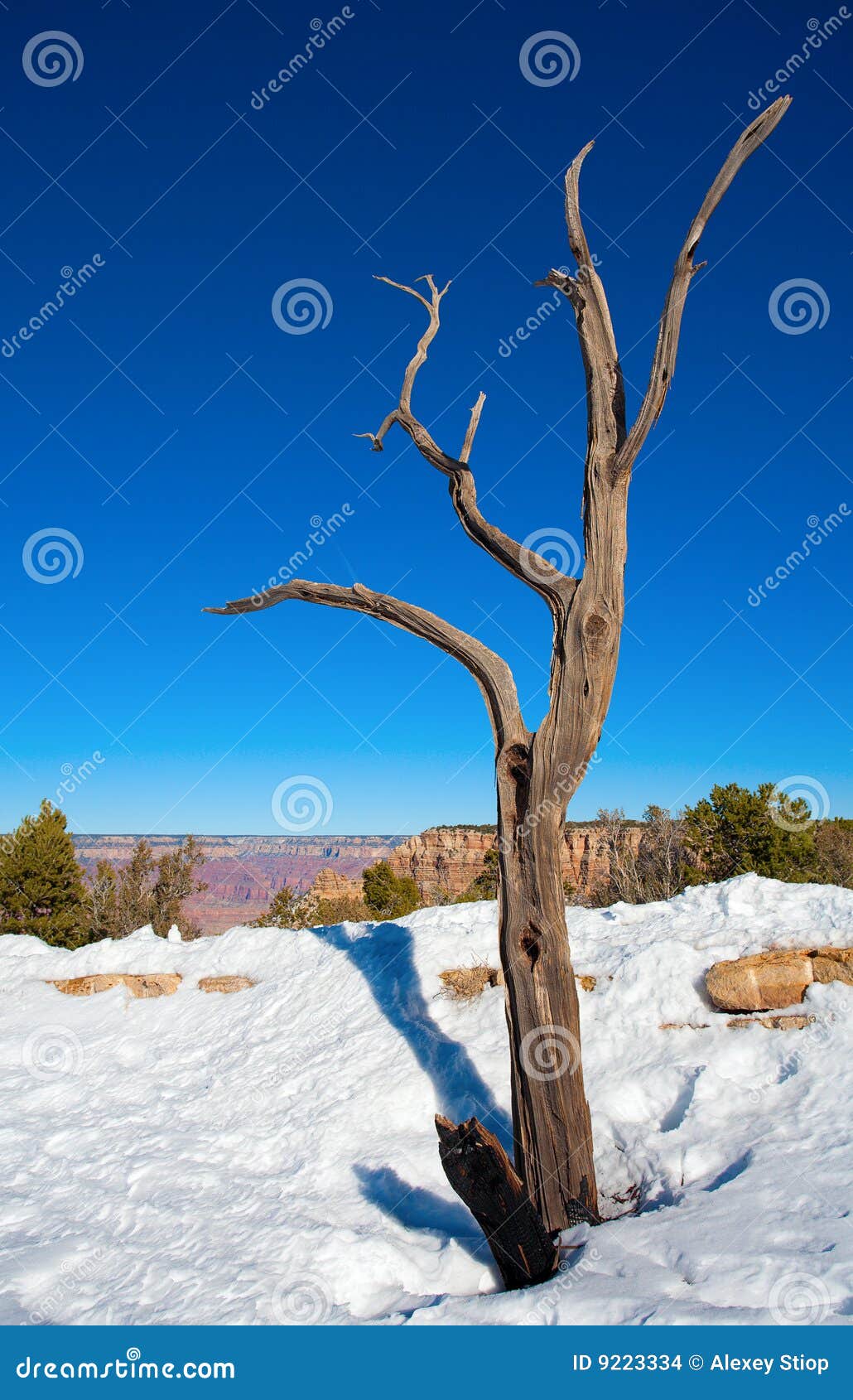 Dead tree stock photo. Image of vibrant, desert, beautiful - 9223334
