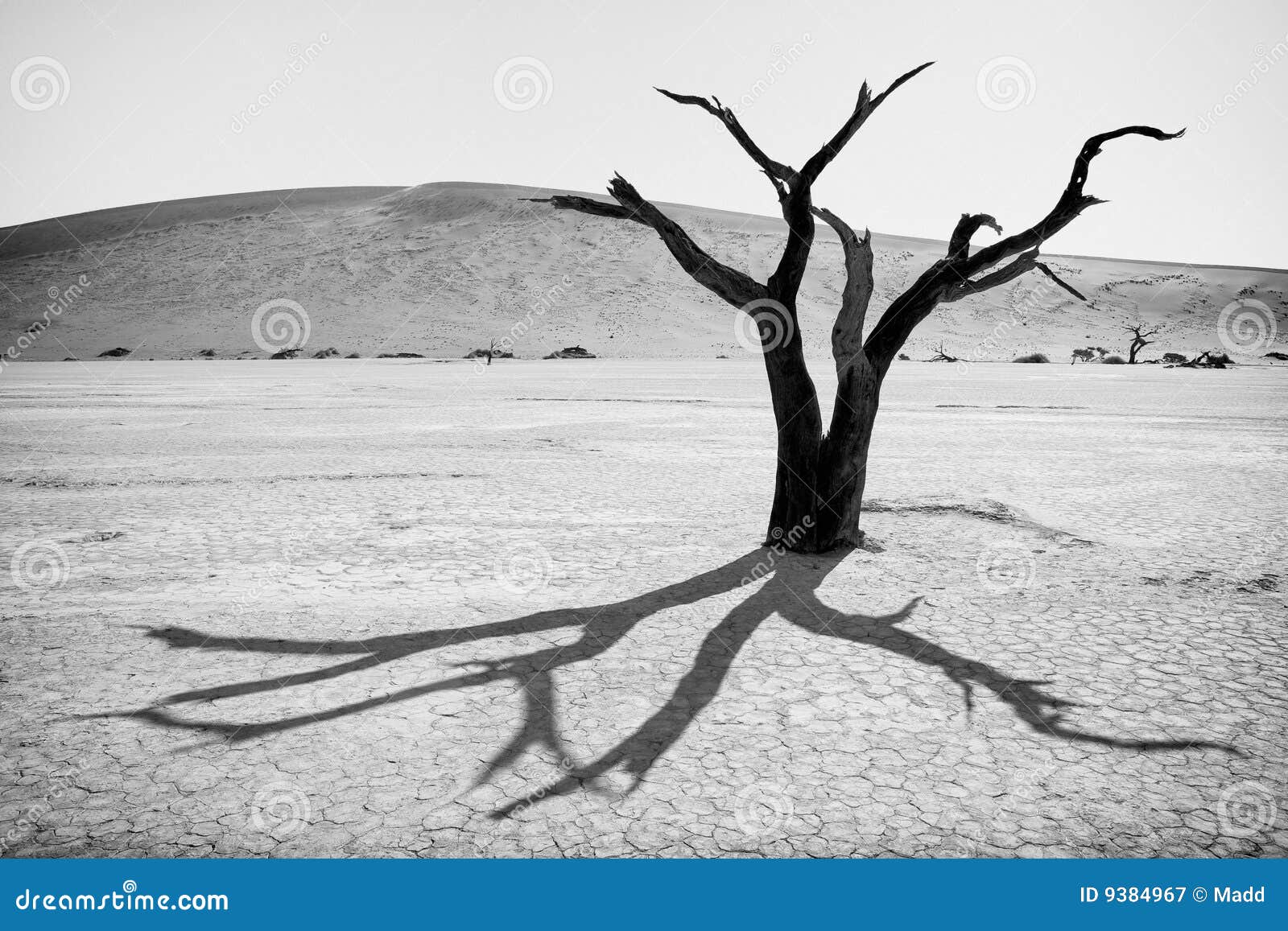 Dead Tree stock image. Image of horizontal, desert, shadow - 9384967
