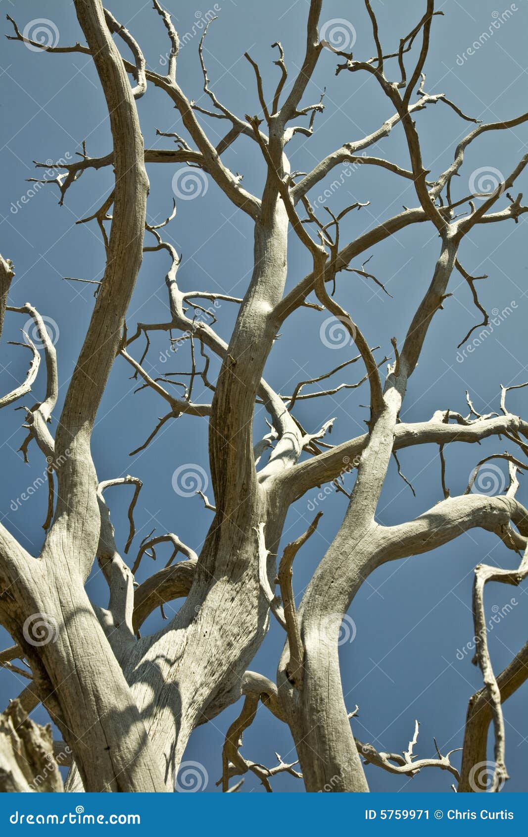 Dead Tree Against Sky stock image. Image of tangled, death - 5759971