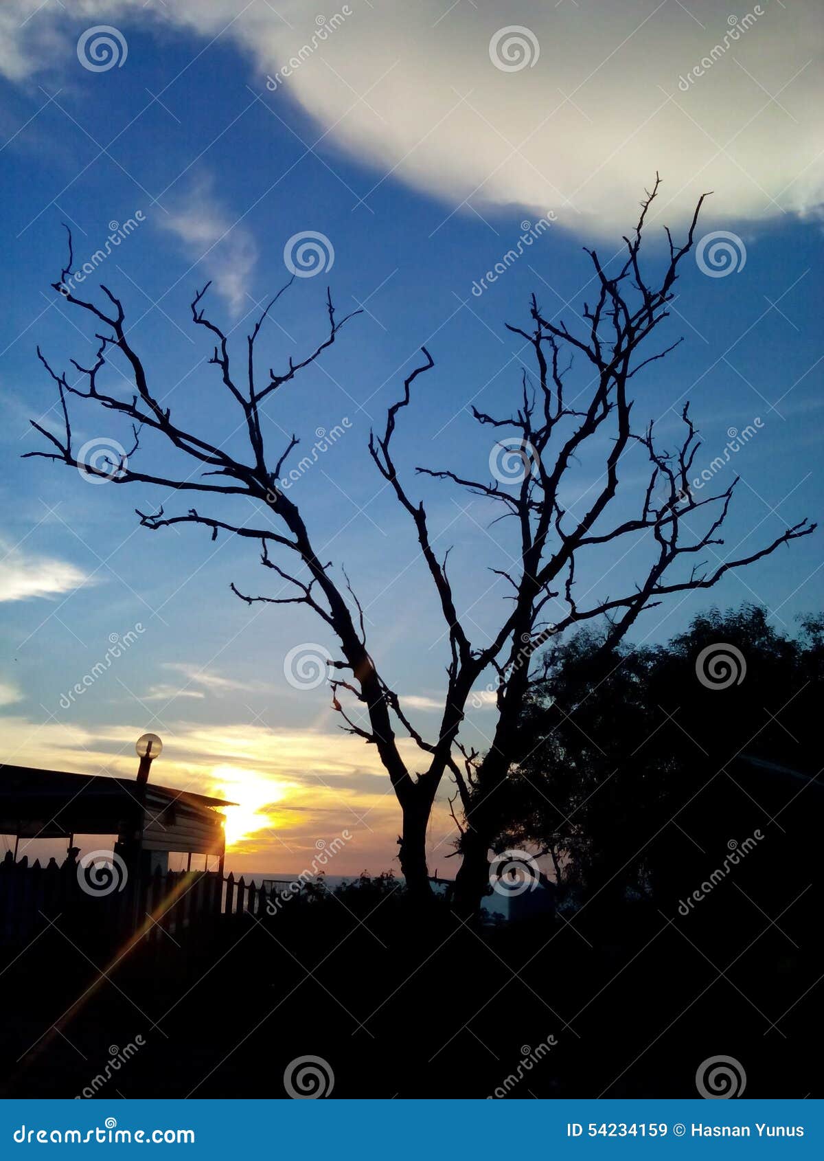 Dead tree against sunset. stock image. Image of blue - 54234159