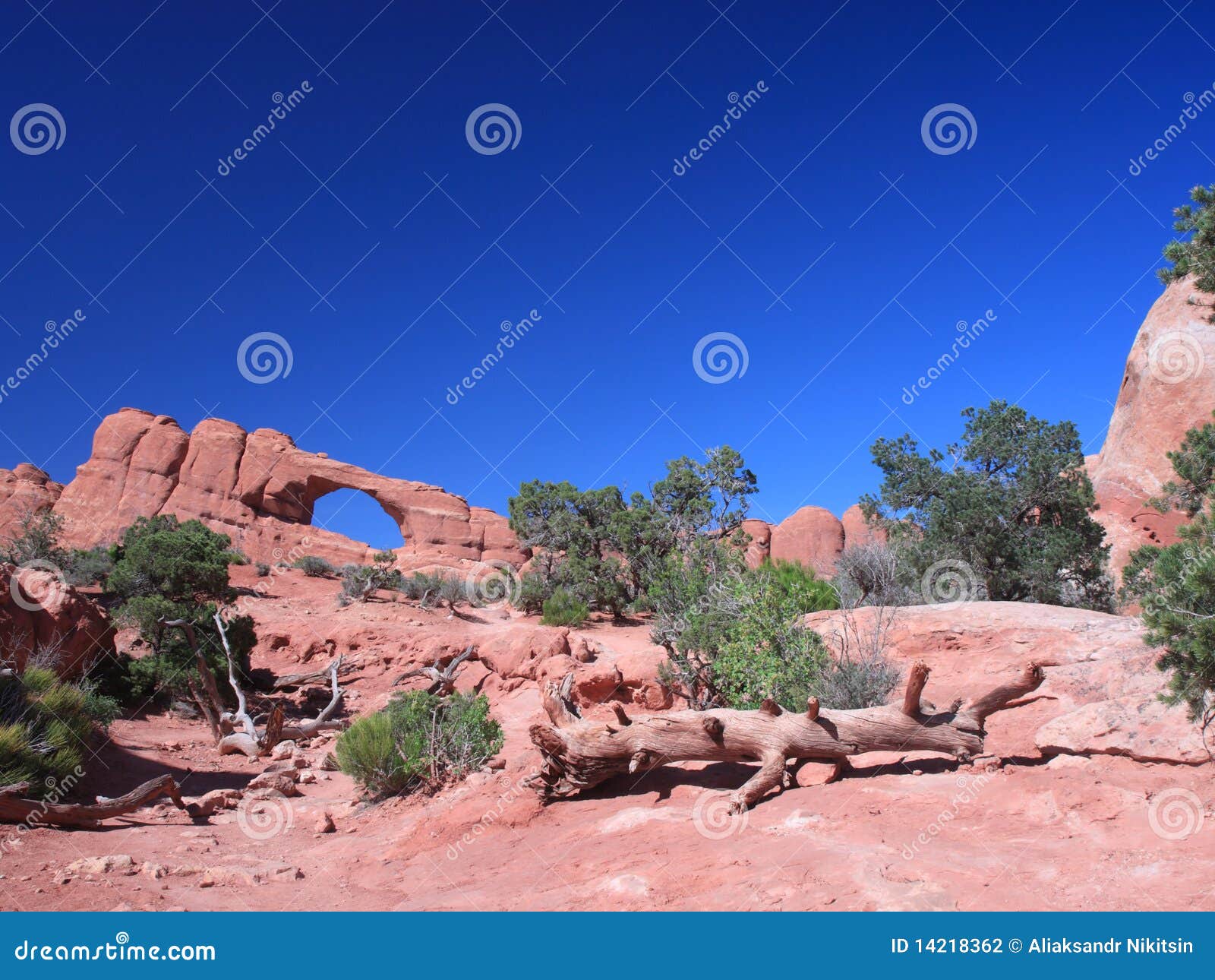 Dead Tree with Arch in Arches Stock Photo - Image of western, west ...