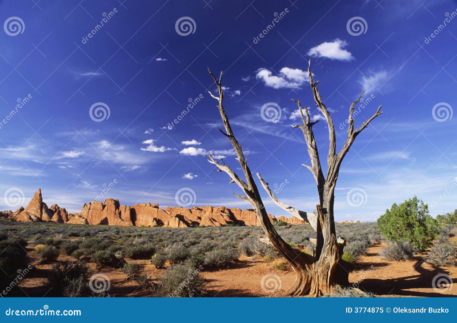 Dead Tree in Arches National Park Stock Image - Image of beauty ...