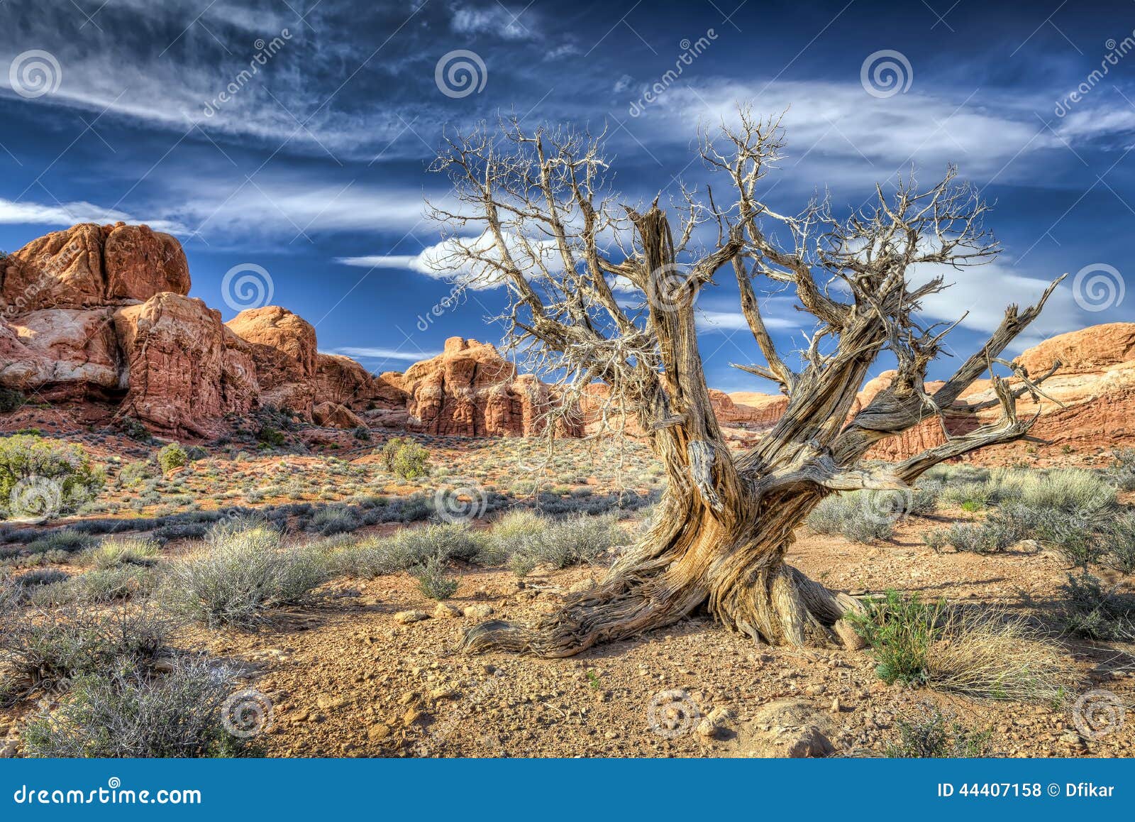 Dead Tree in Arches National Park Stock Photo - Image of juniper ...
