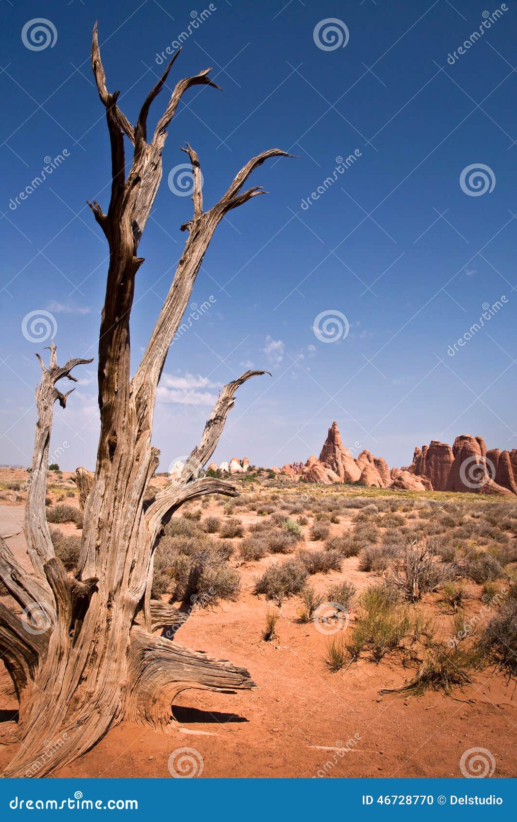 Dead Tree, Arches National Park, Utah Stock Photo - Image of tree ...