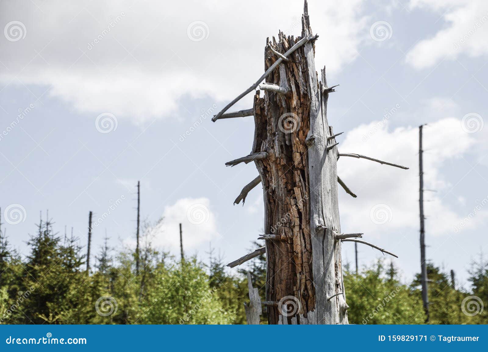 Dead Tree As Symbol for Environment Protection Stock Image - Image of ...