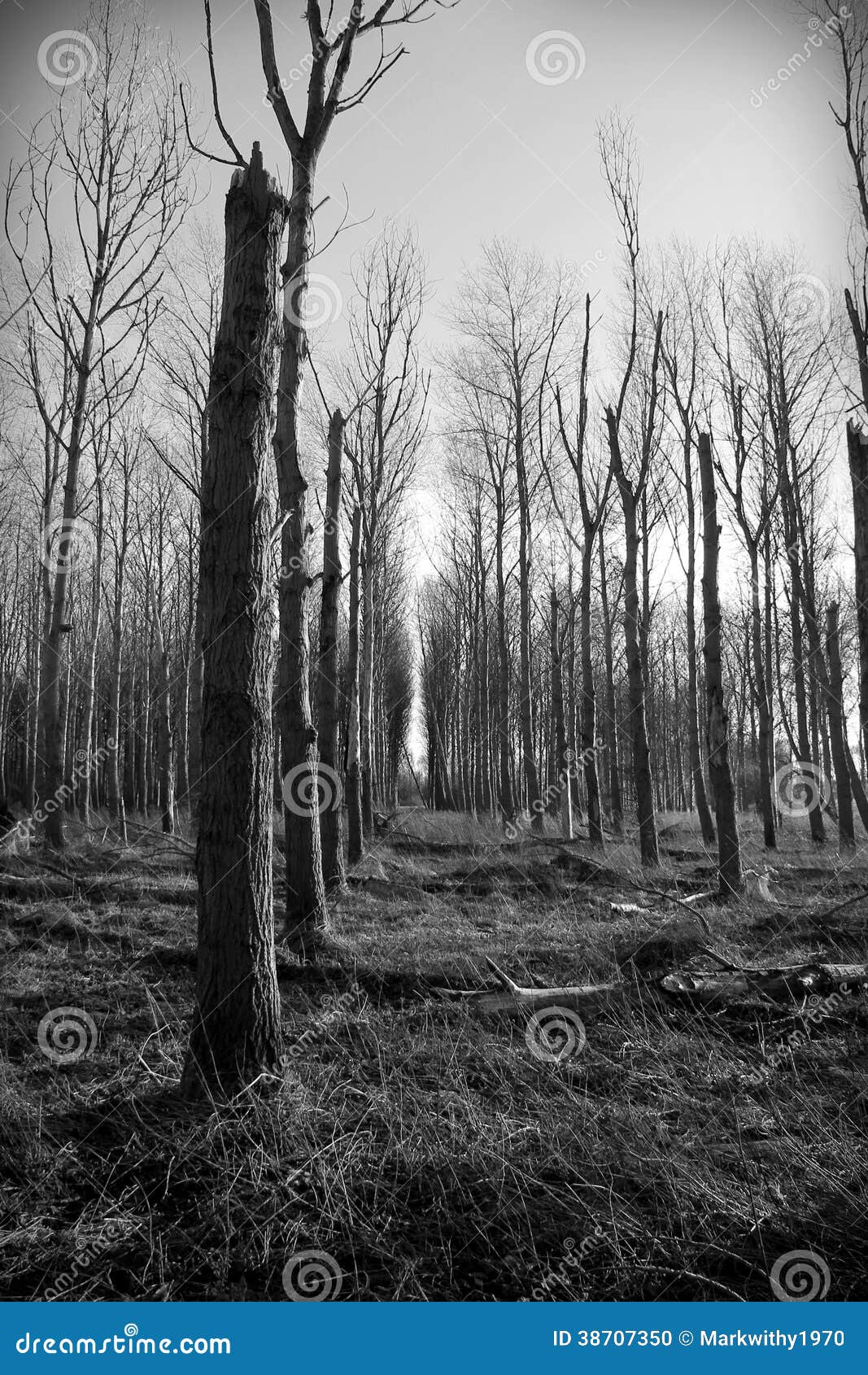 Dead tree stock photo. Image of trunk, trees, branches - 38707350