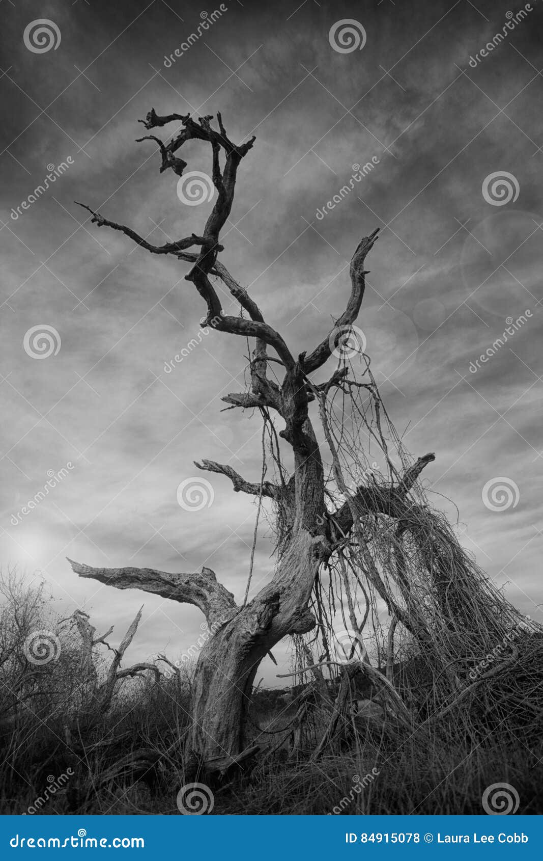 Dead Tree stock photo. Image of bare, scary, environment - 84915078