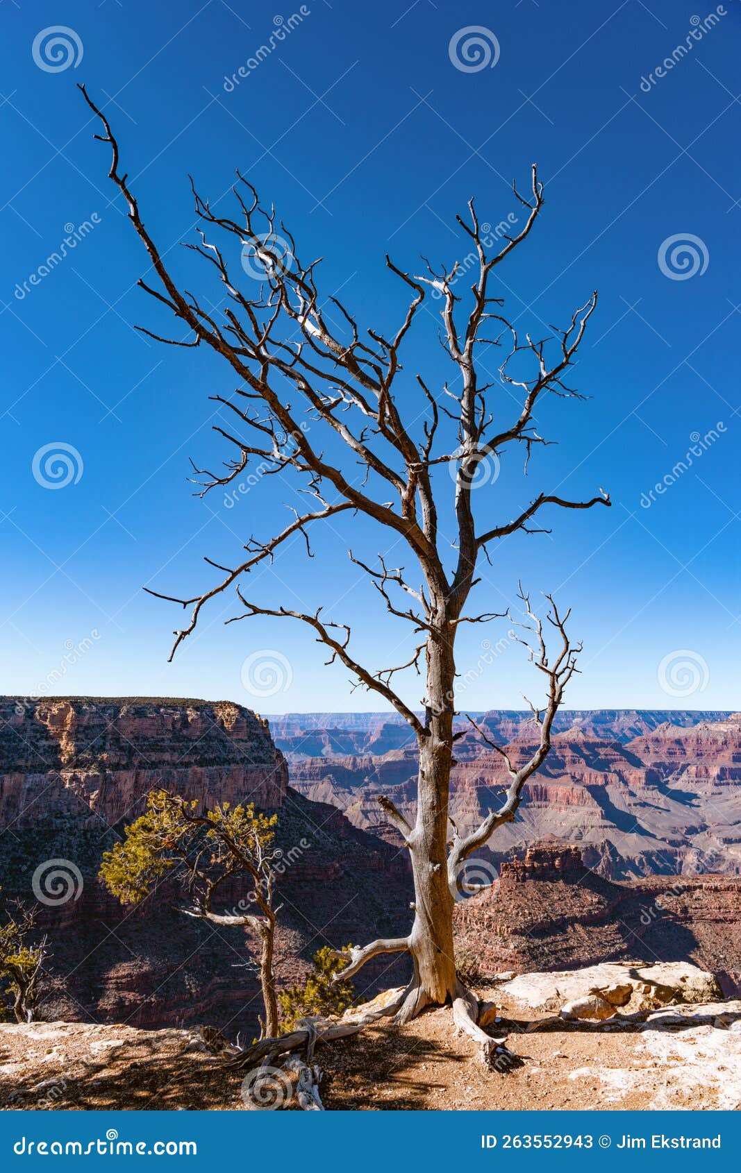 Dead Tree with Bare Trunk and Branches on the Rim of the Grand Canyon ...