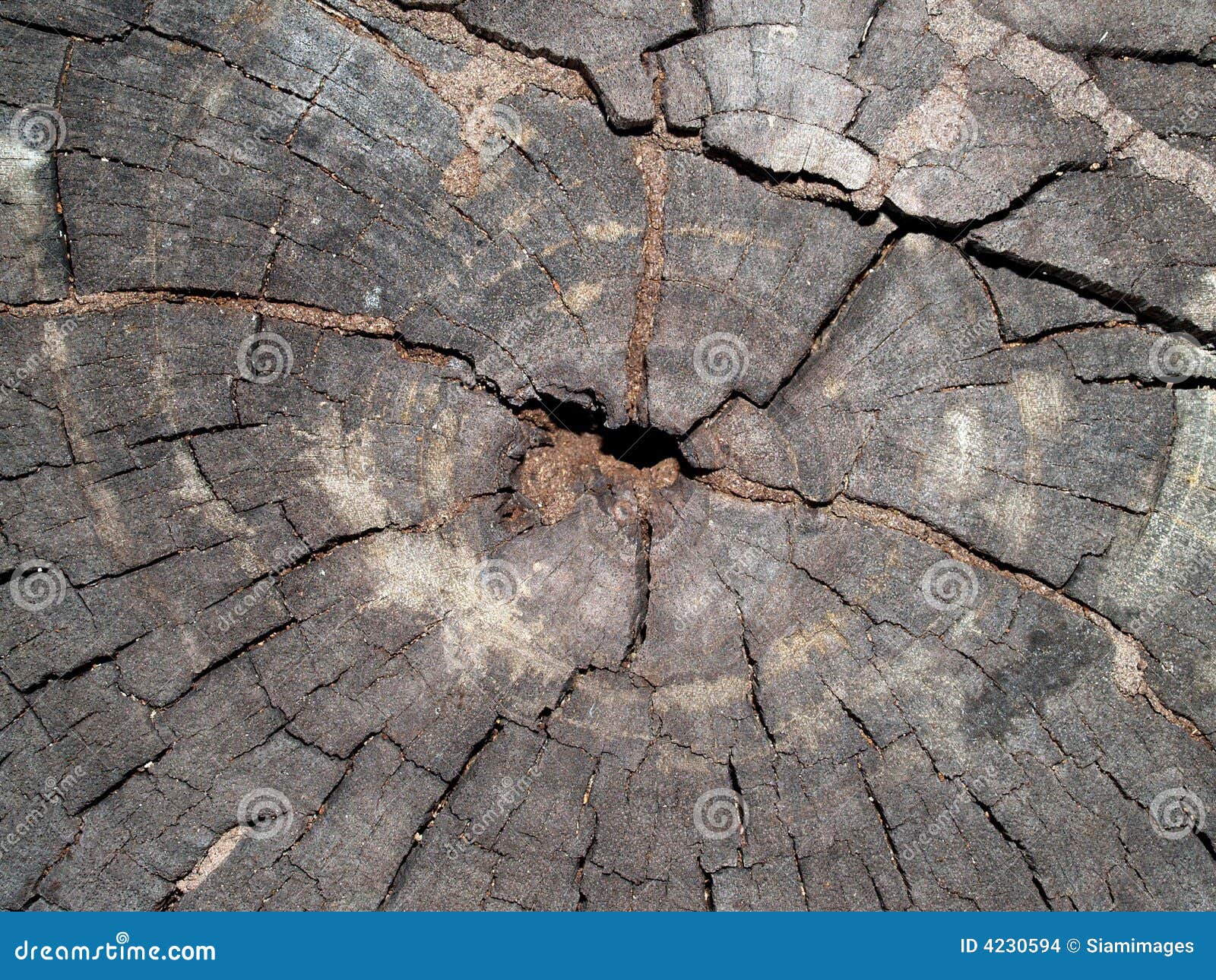 Dead tree bark stock photo. Image of tree, branch, natural - 4230594