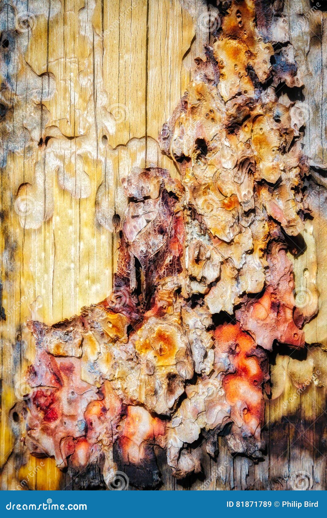 Dead Tree Bark Abstract in Monument Valley Stock Image - Image of bark ...