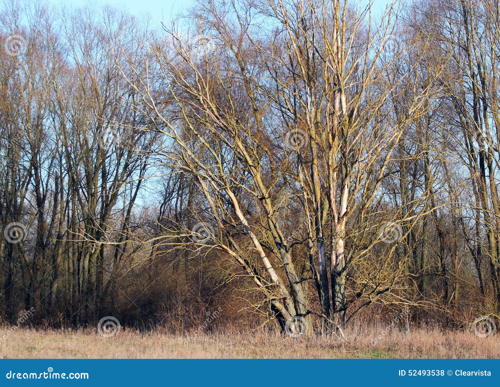 Dead tree. stock photo. Image of bark, dying, tree, falling - 52493538