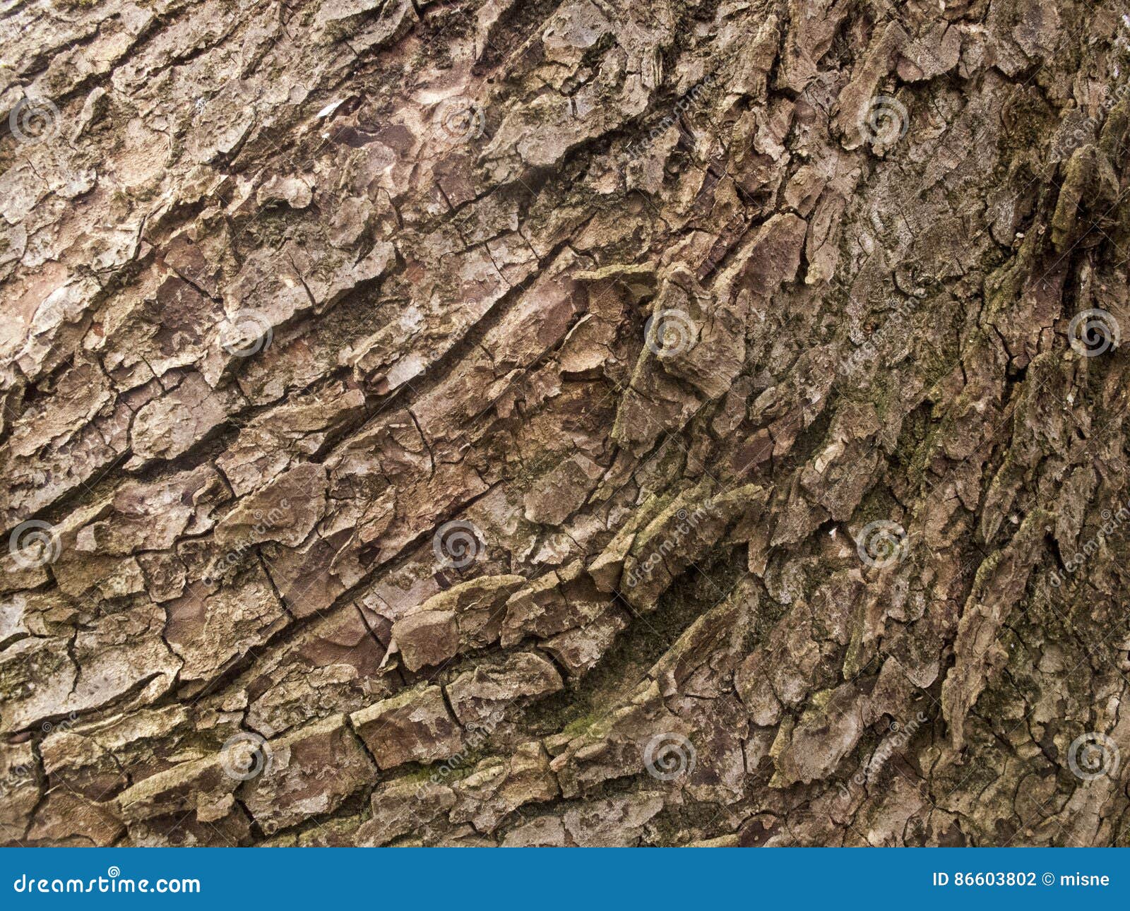 Dead tree bark texture stock photo. Image of exterior - 86603802