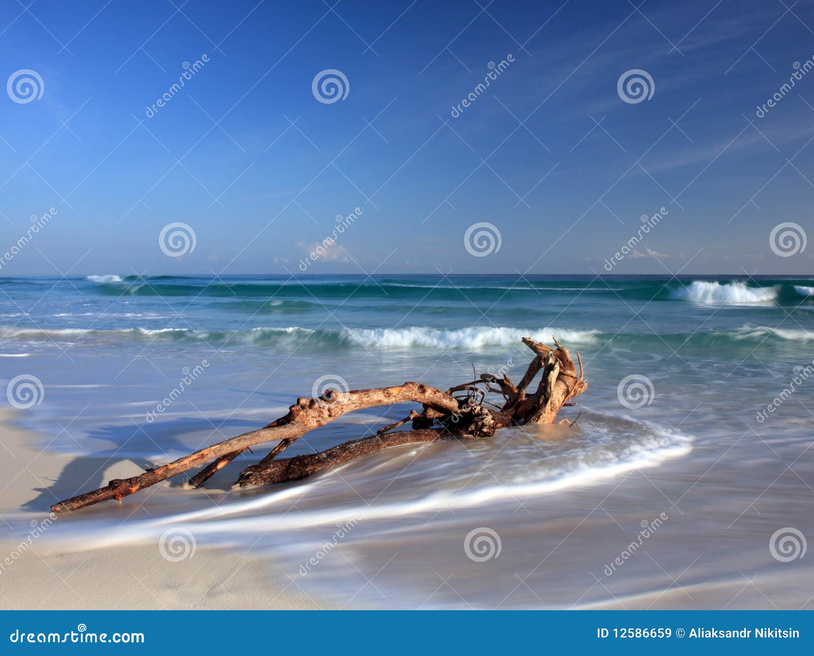 Dead tree on the beach stock image. Image of surf, nature - 12586659