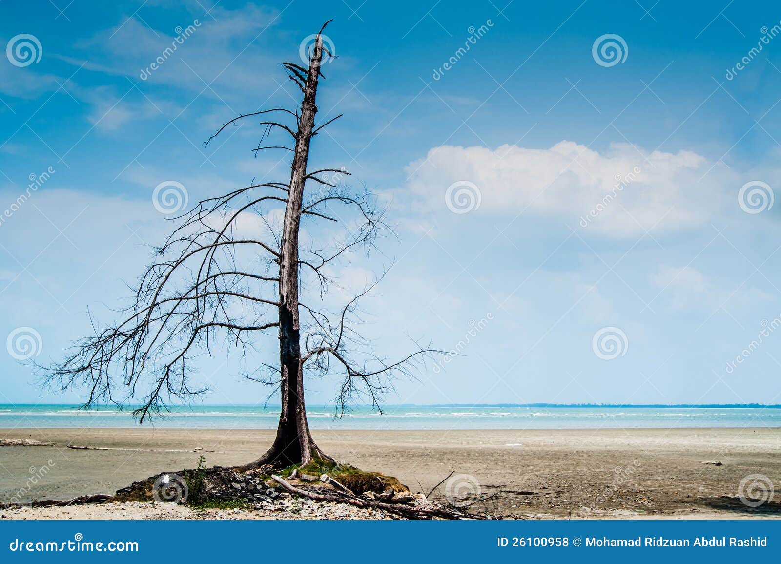 Dead tree by the beach stock photo. Image of branch, water - 26100958