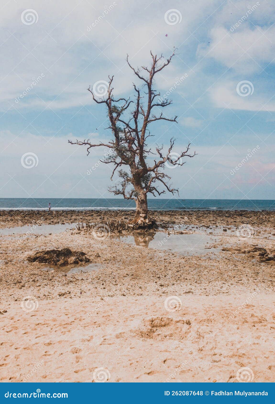 Dead Tree stock photo. Image of branch, beach, tree - 262087648