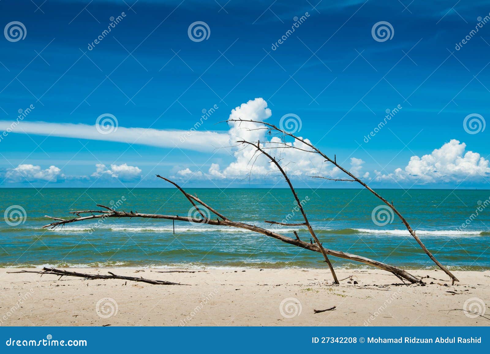 Dead tree by the beach stock photo. Image of landscape - 27342208