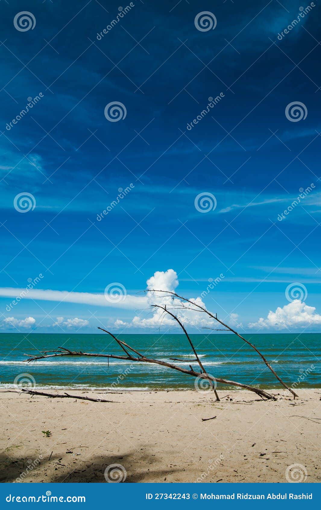 Dead tree by the beach stock image. Image of dead, beach - 27342243