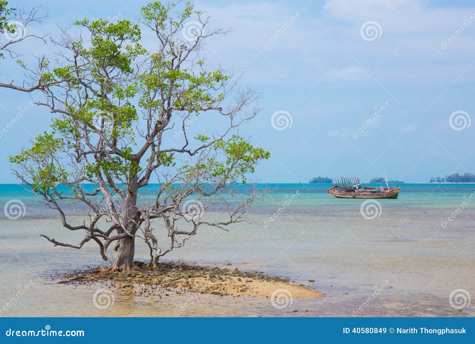 Dead tree on a beach stock image. Image of solitude, beach - 40580849