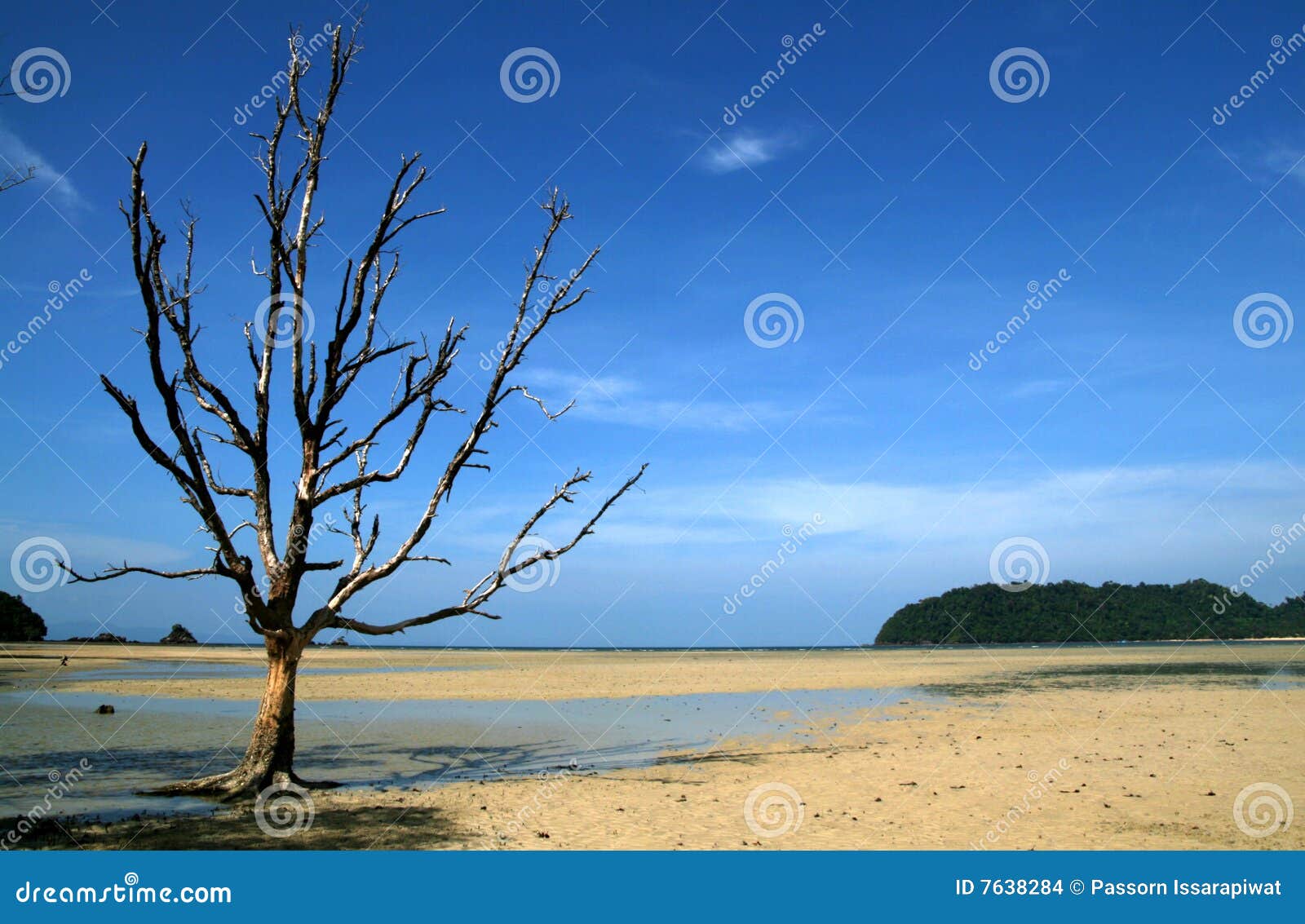 Dead Tree on the Beach stock photo. Image of silhouette - 7638284