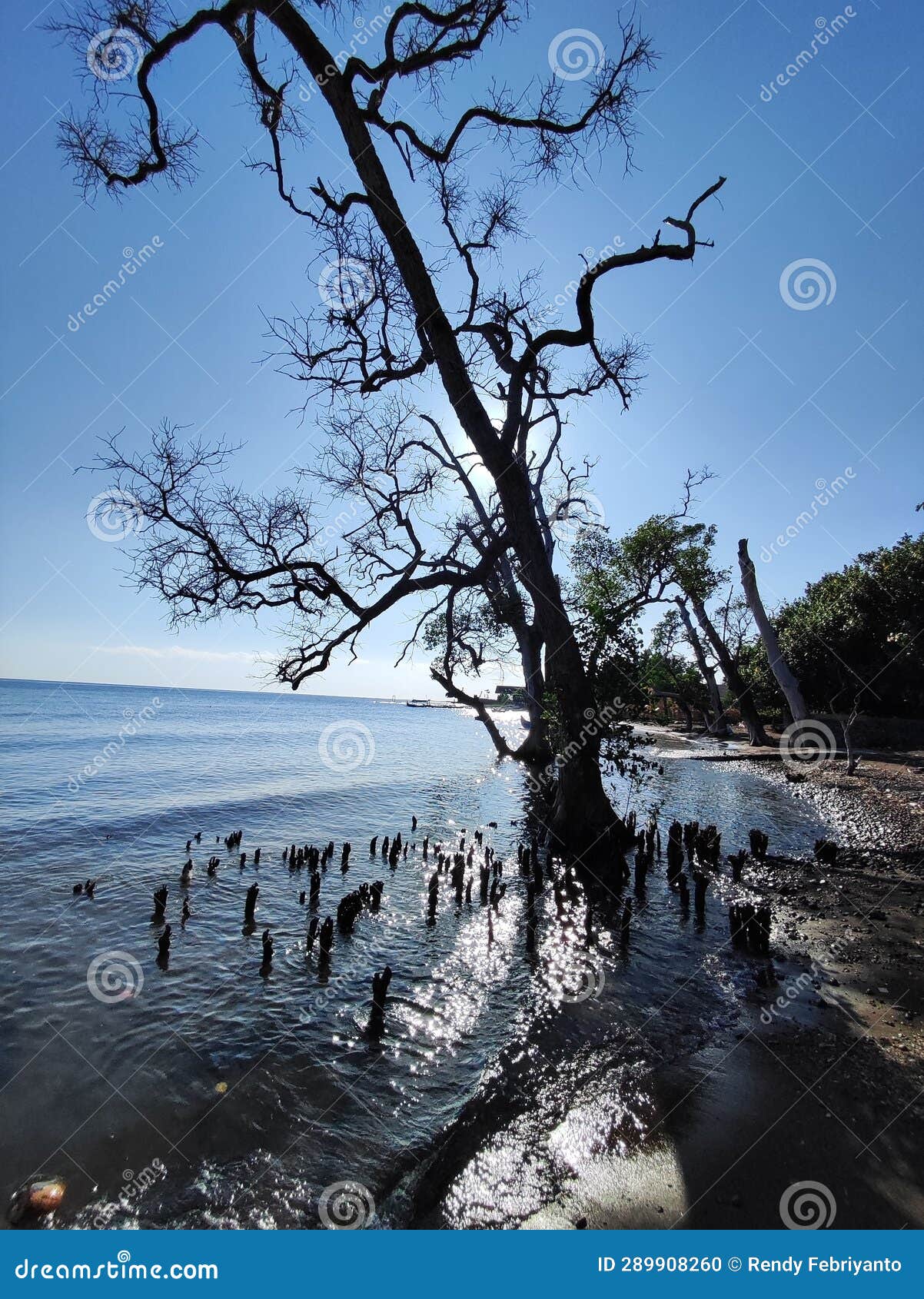 Dead Tree in Beach stock photo. Image of sunlight, plant - 289908260