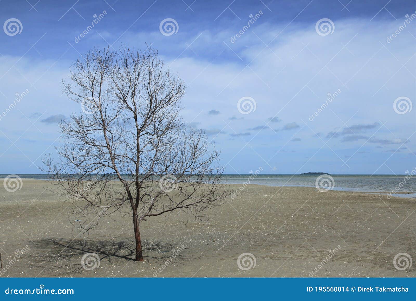 Dead tree on the beach stock photo. Image of tree, outdoor - 195560014