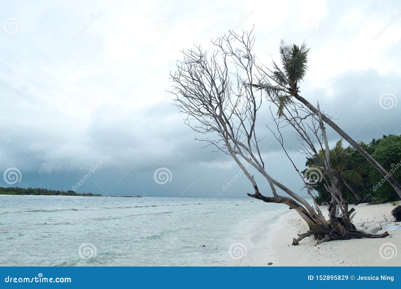 Dead tree on the beach stock image. Image of light, ocean - 152895829