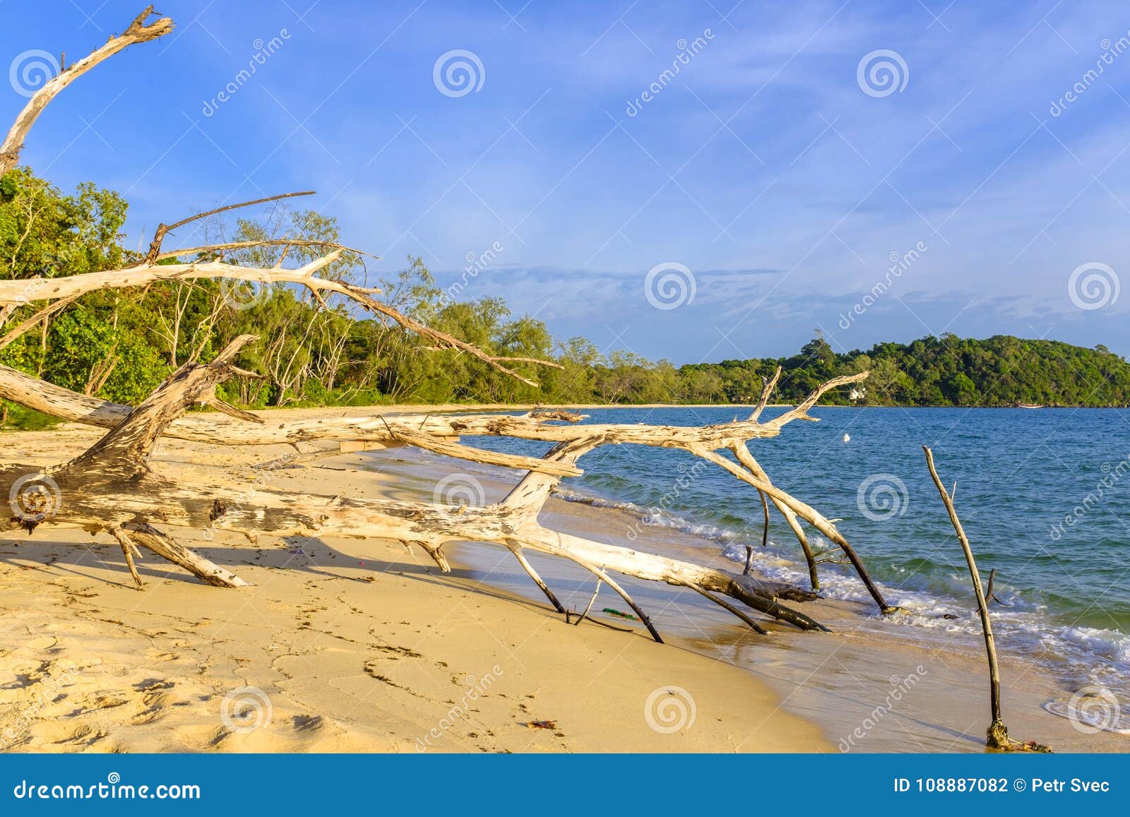 Dead tree on a beach stock photo. Image of cambodia - 108887082