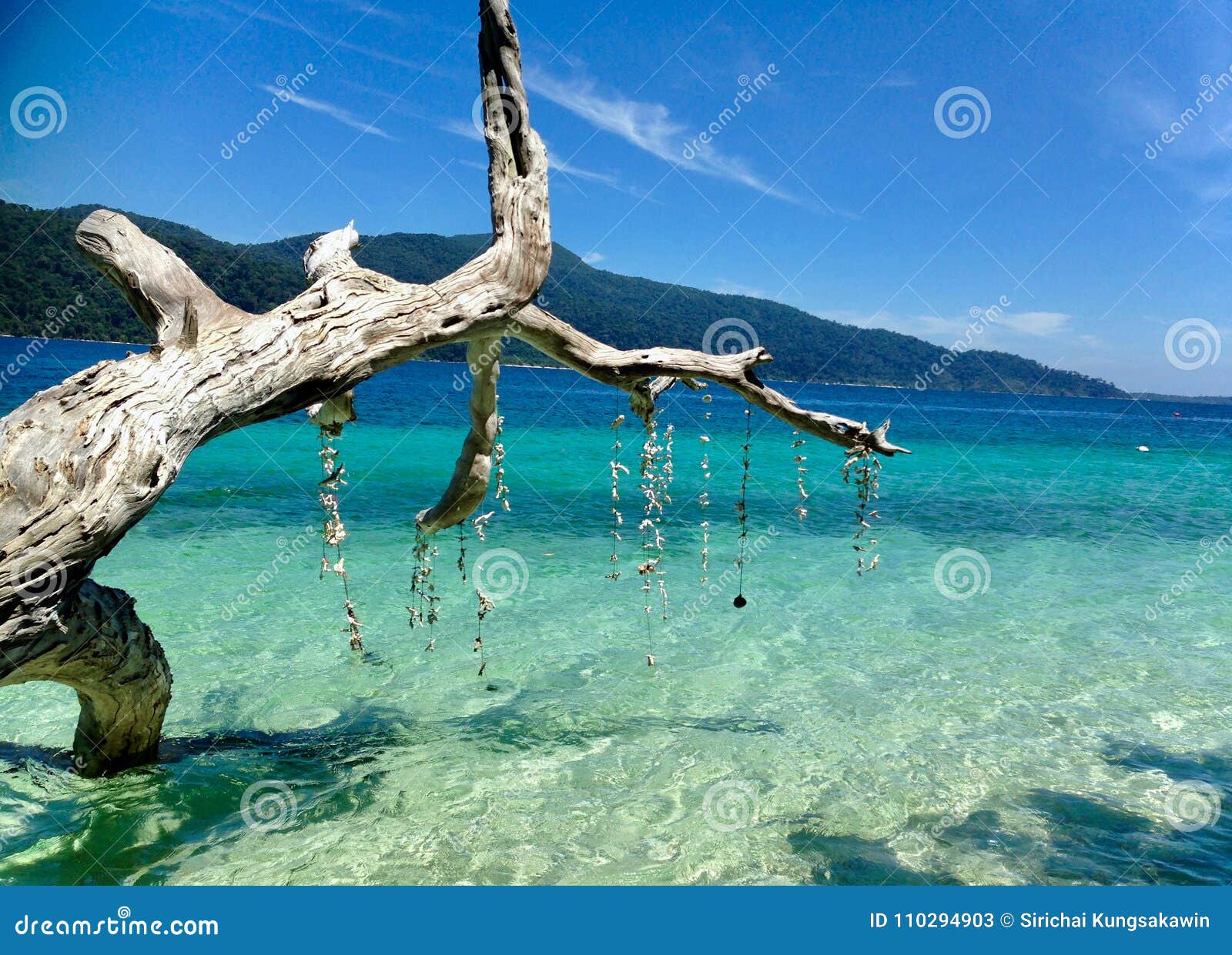 Dead tree by the beach stock image. Image of clear, dead - 110294903