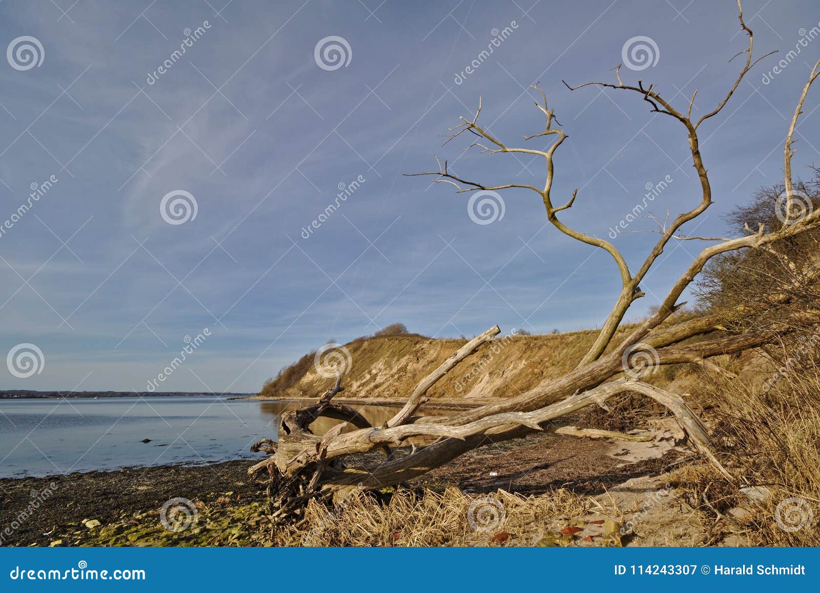Dead Tree on the Beach with Steep Cliff in the Distance Stock Image ...