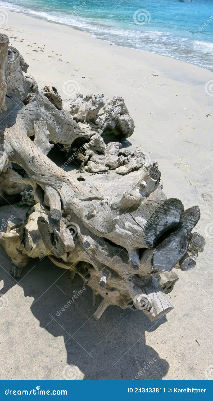 Dead Tree on a Beach at Sunshine Stock Image - Image of tree, ashore ...