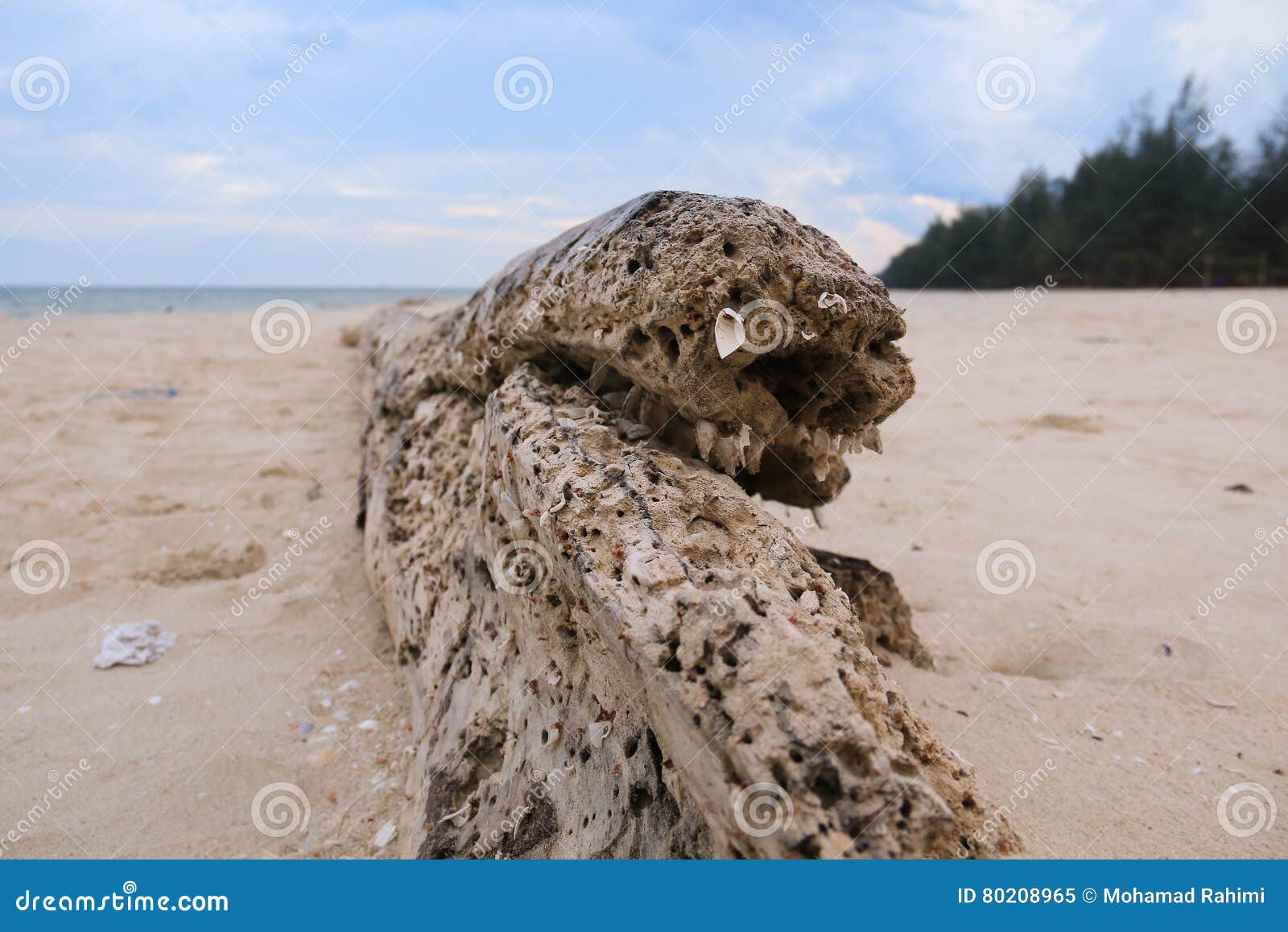 Dead Tree on a Beach at Sunshine Stock Image - Image of coast, timber ...