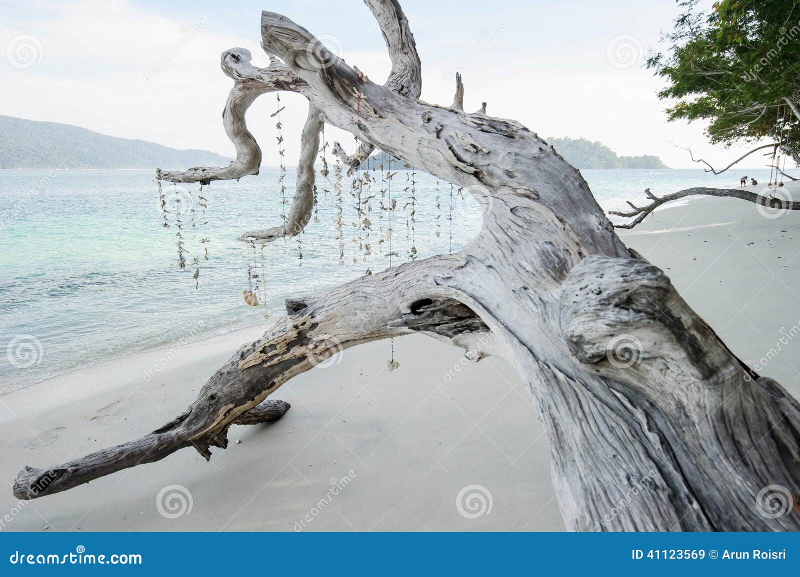 Dead Tree on a Beach at Sunshine Stock Image - Image of texture, stump ...