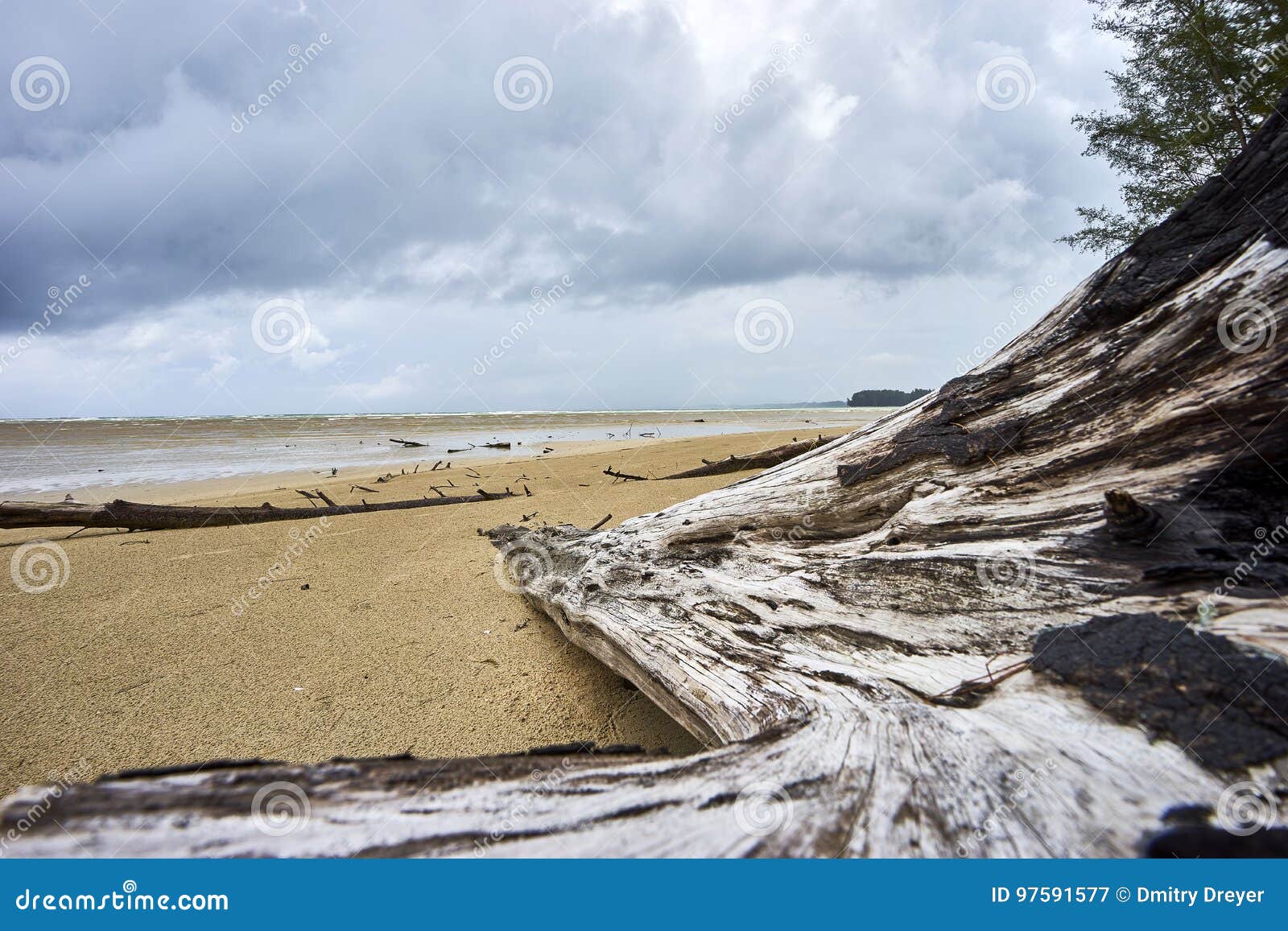 Dead tree on a beach stock image. Image of nature, beach - 97591577