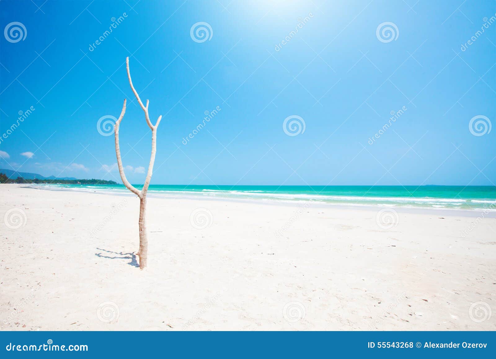 Dead Tree on Beautiful Beach Stock Photo - Image of outdoor, romantic ...