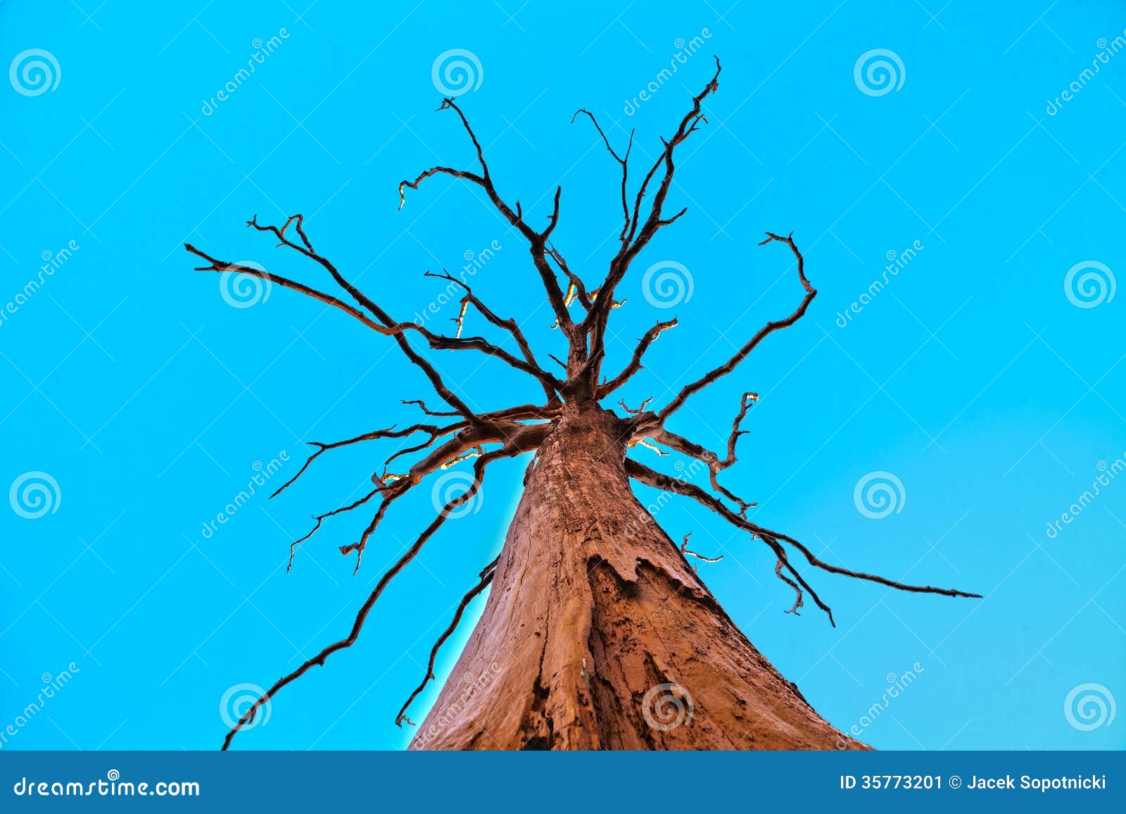Dead tree stock image. Image of trunk, conceptual, wideangle - 35773201