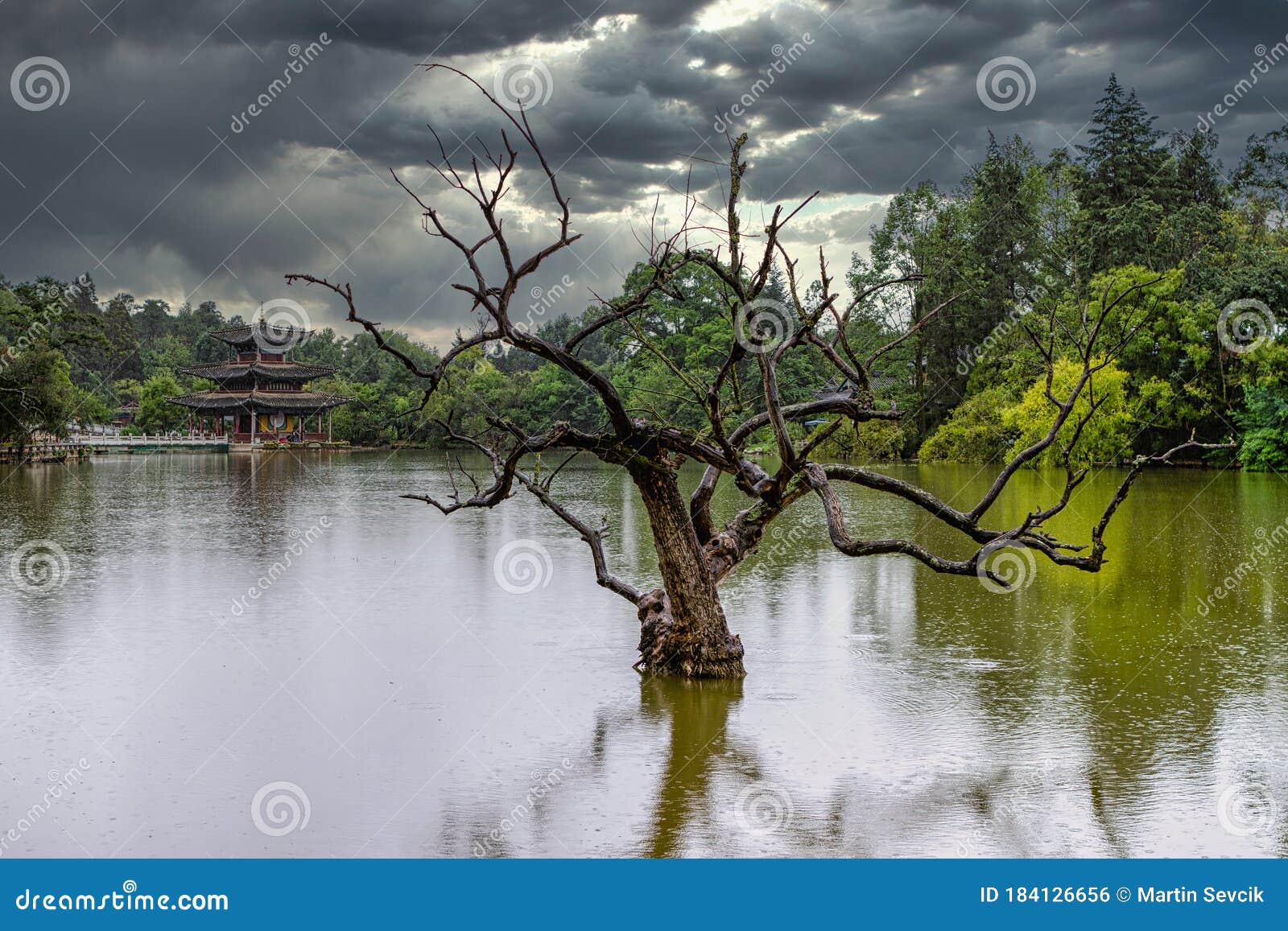 Dead Dragon Blood Tree, Dracaena Cinnabari, Socotra Dragon Tree ...