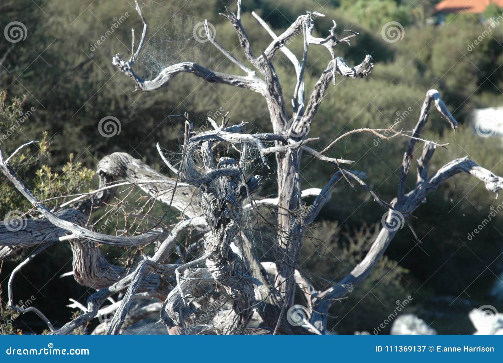 Branches of a Dead Tree Covered in Cobwebs. Stock Image - Image of dead ...