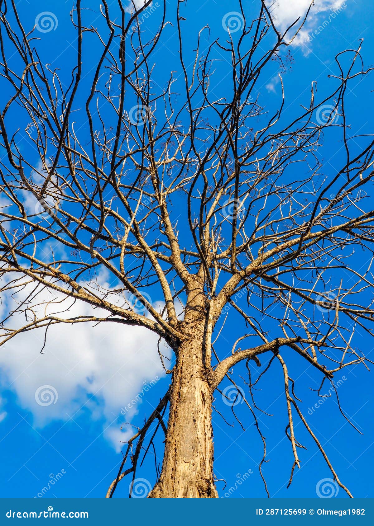 Dead Tree with the Blue Sky in Autumn. Bottom View Stock Image - Image ...
