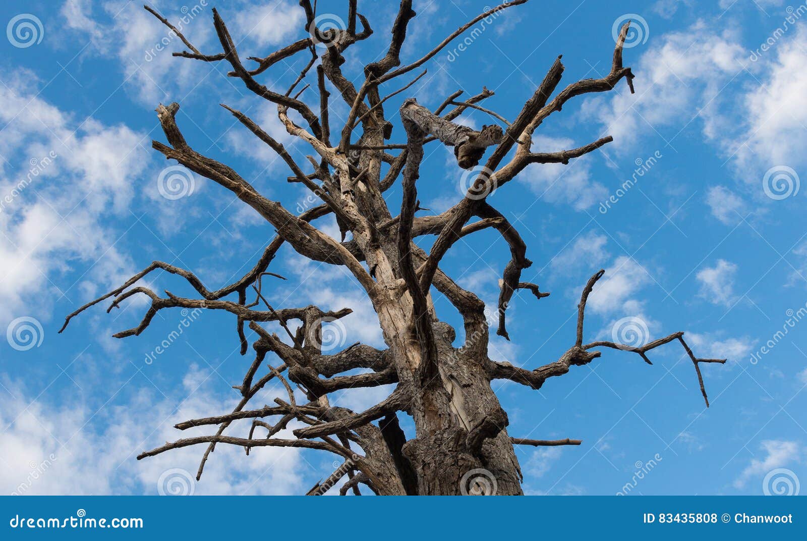 Dead Tree. stock photo. Image of death, trunk, plant - 83435808
