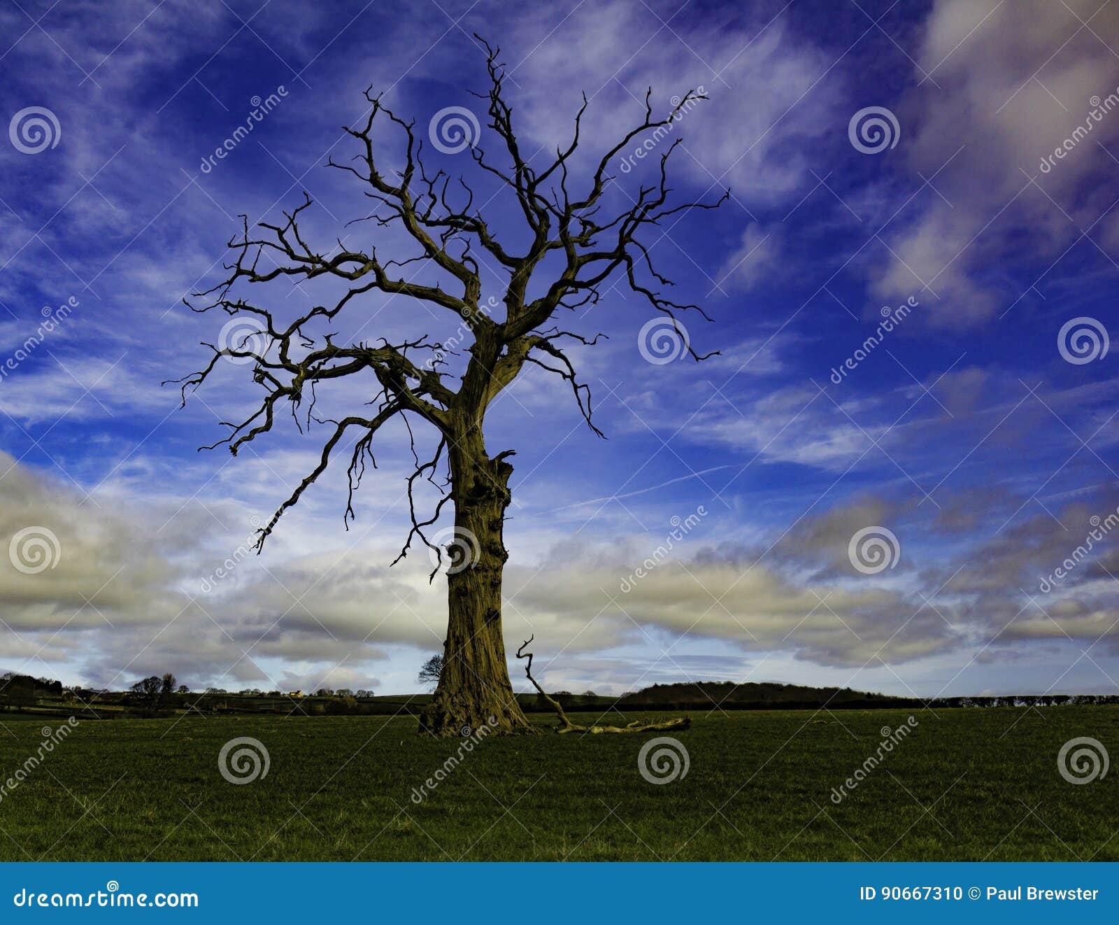 Dead Tree Blue Sky No Leaves Stock Photo - Image of shropshire, white ...