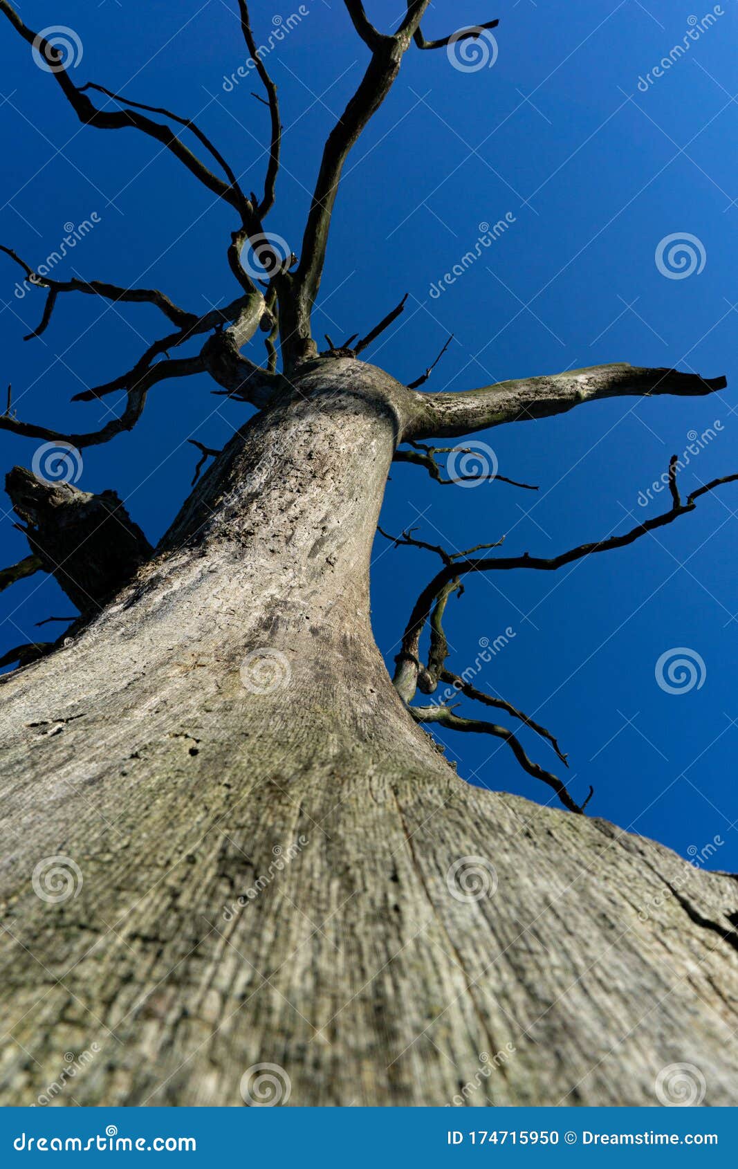Dead Tree of Life with a Blue Sky Stock Photo - Image of plant, branch ...