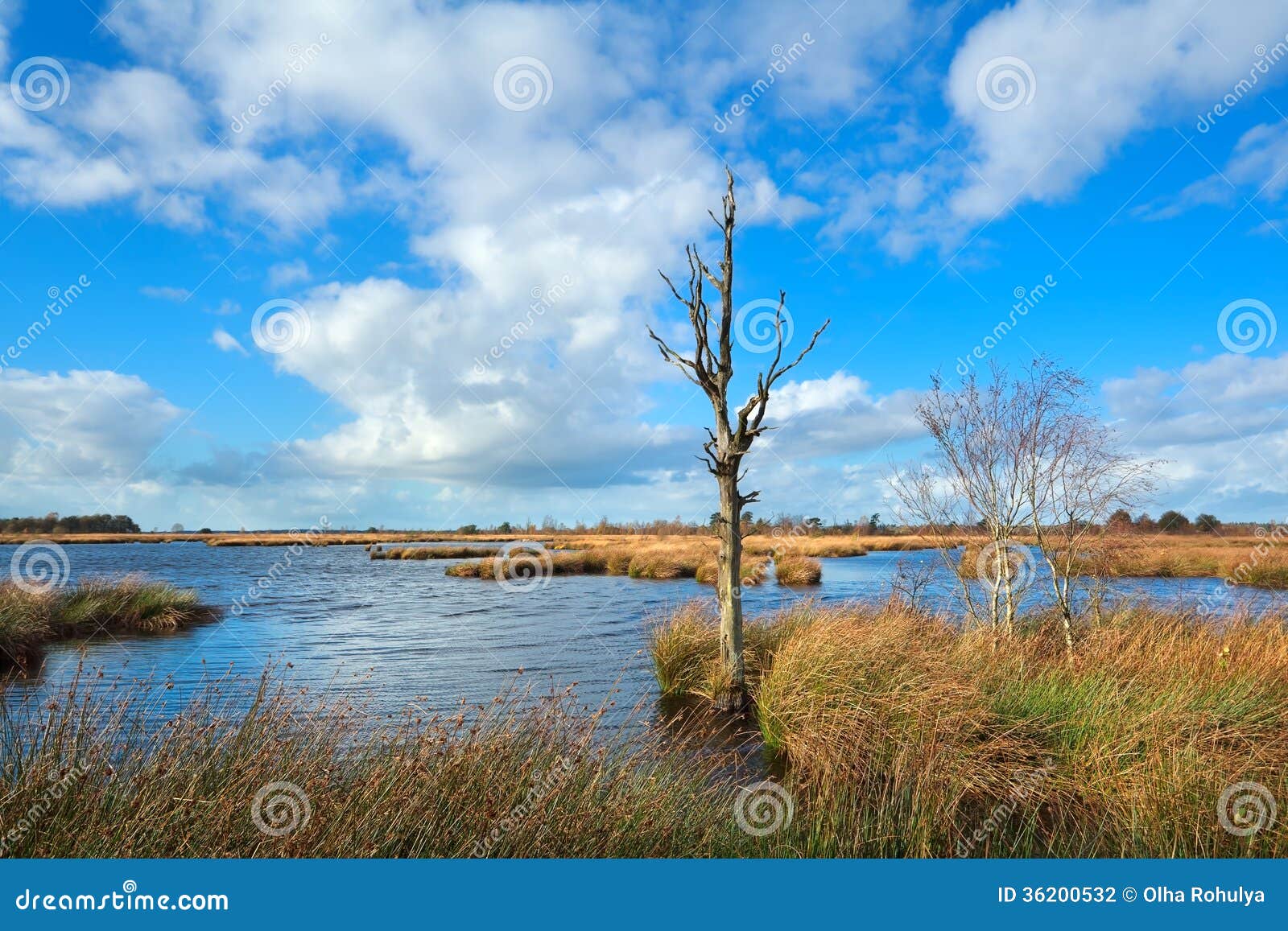 Dead tree on bog stock photo. Image of countryside, surface - 36200532