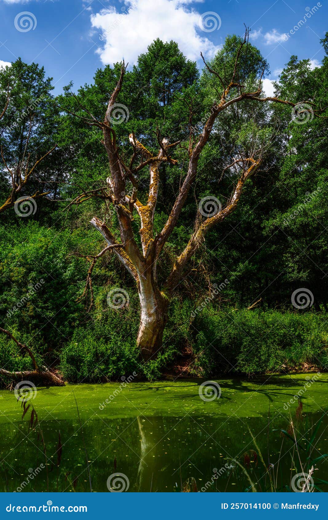 Dead Tree at a Brackwater Pond Stock Photo - Image of green ...