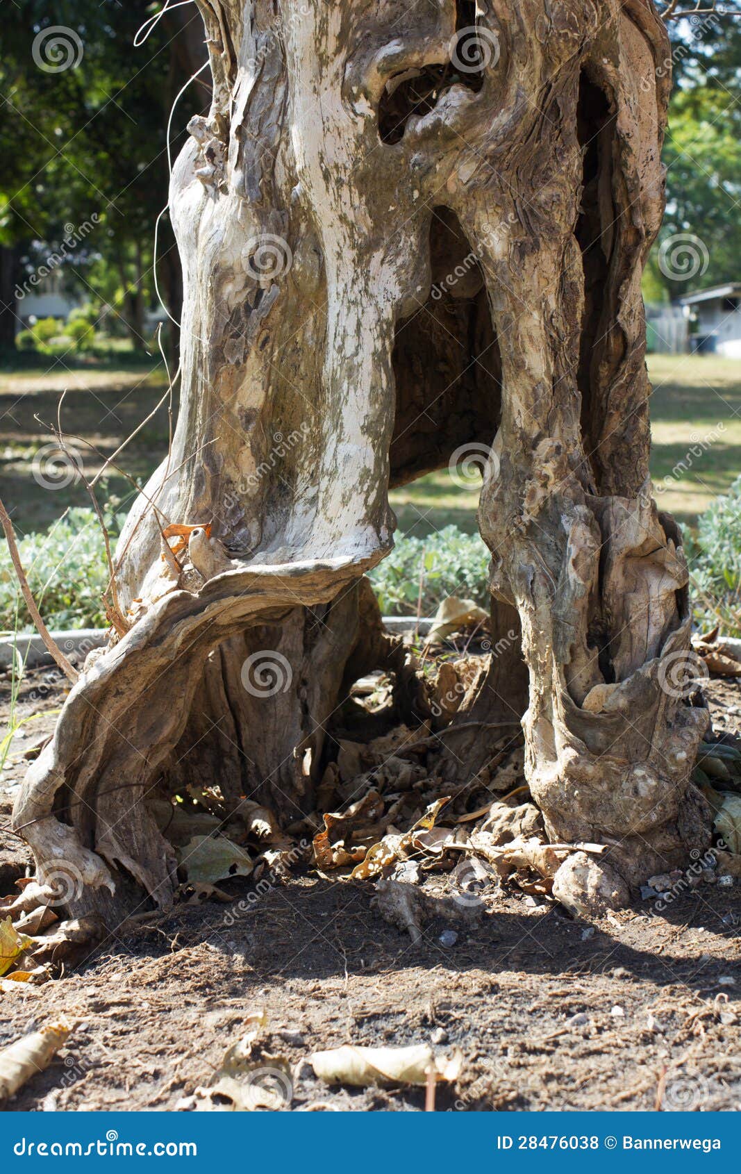 Dead tree branch stock photo. Image of scenic, daytime - 28476038