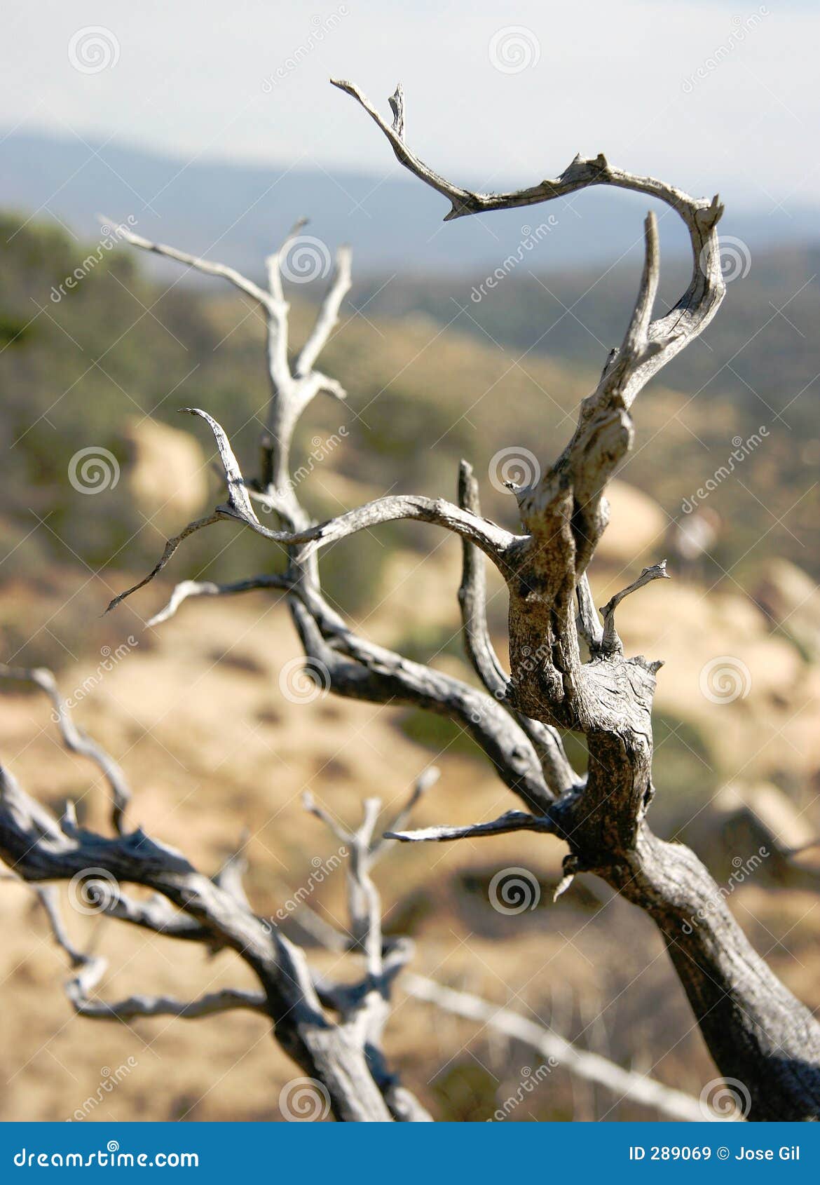 Dead Tree Branch Detail stock image. Image of crooked, dead - 289069